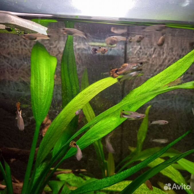 Аквариумные рыбки гуппи Эндлера бесплатно