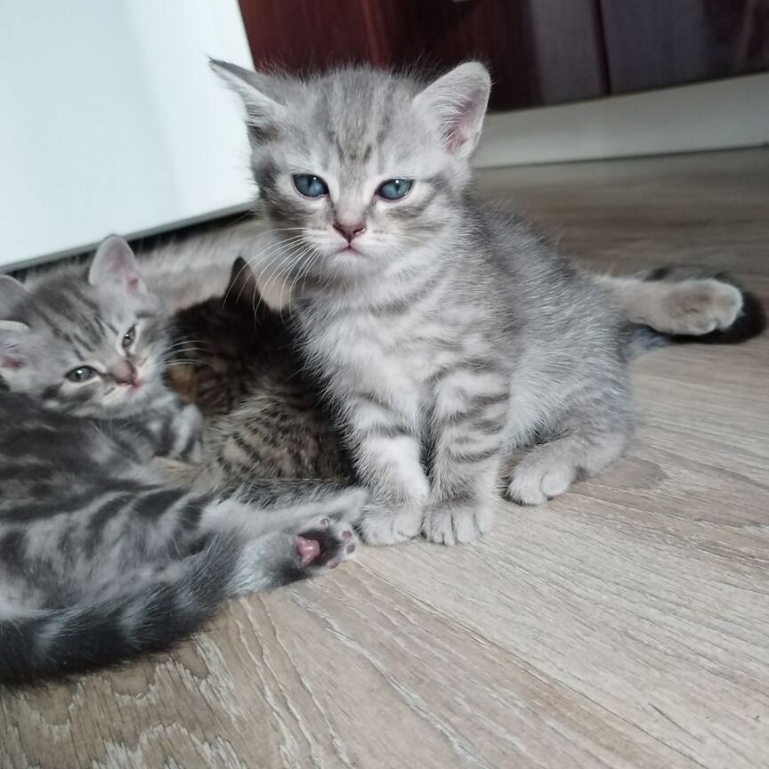 Шотландский прямоухий длинношёрстный котёнок