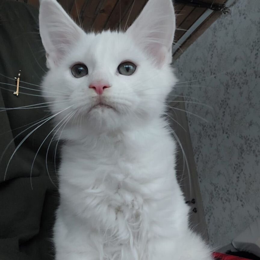 Котята мейн-кун 3,5 месяца