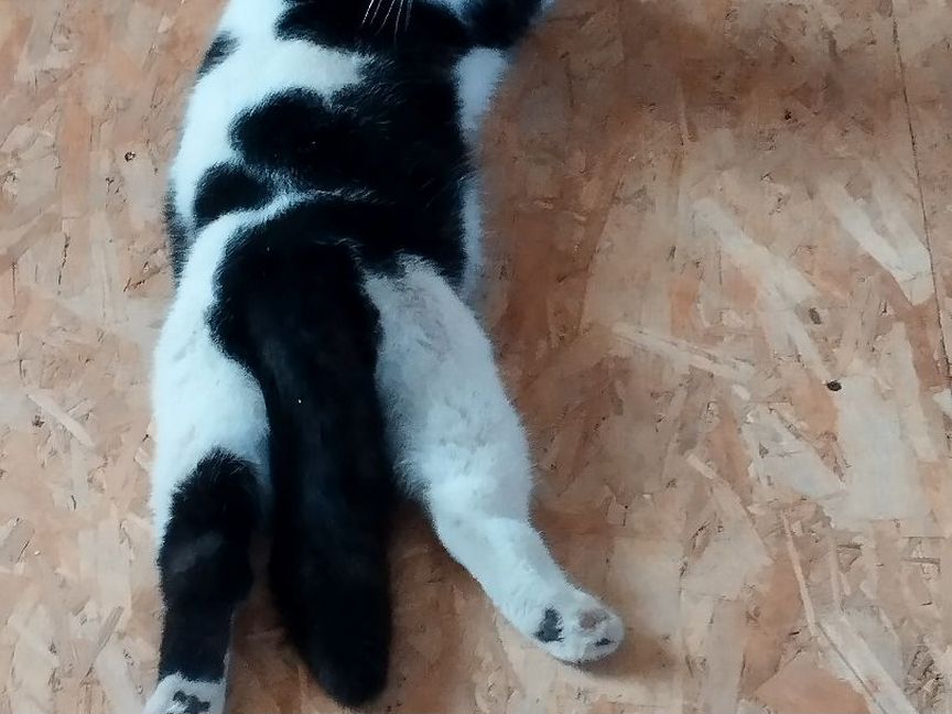 Кот Марсик