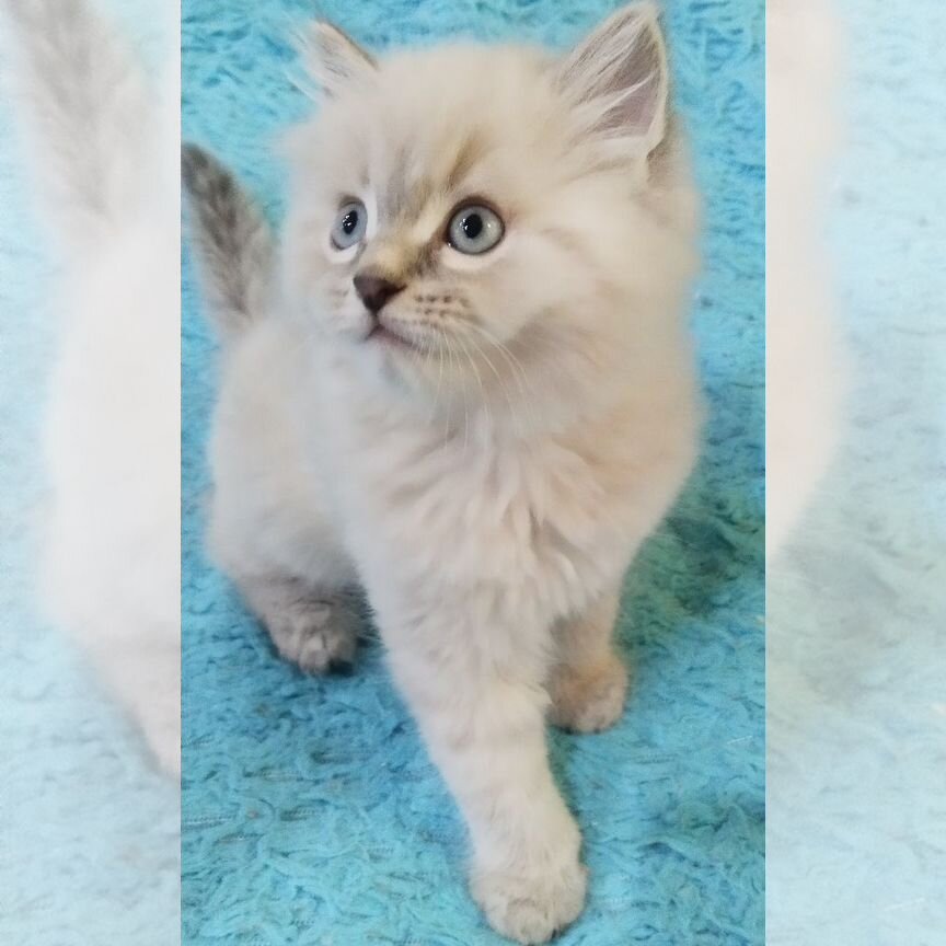 Невский маскарадный котёнок