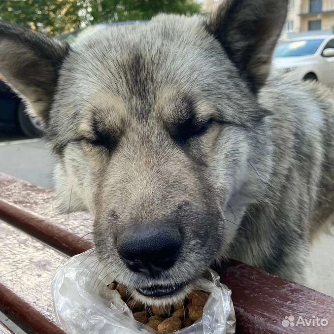 Рекс ищет дом