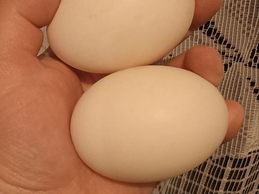 Яйцо индоутки инкубационные