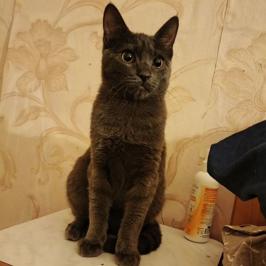 Британский короткошёрстный котёнок