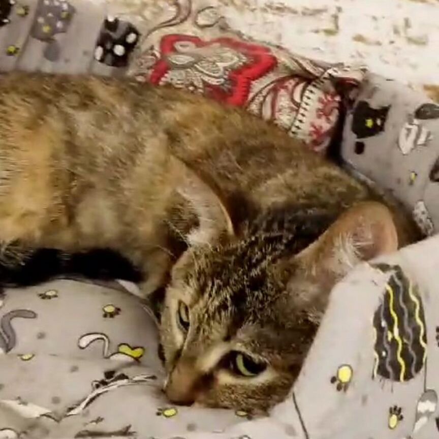 Кошечка