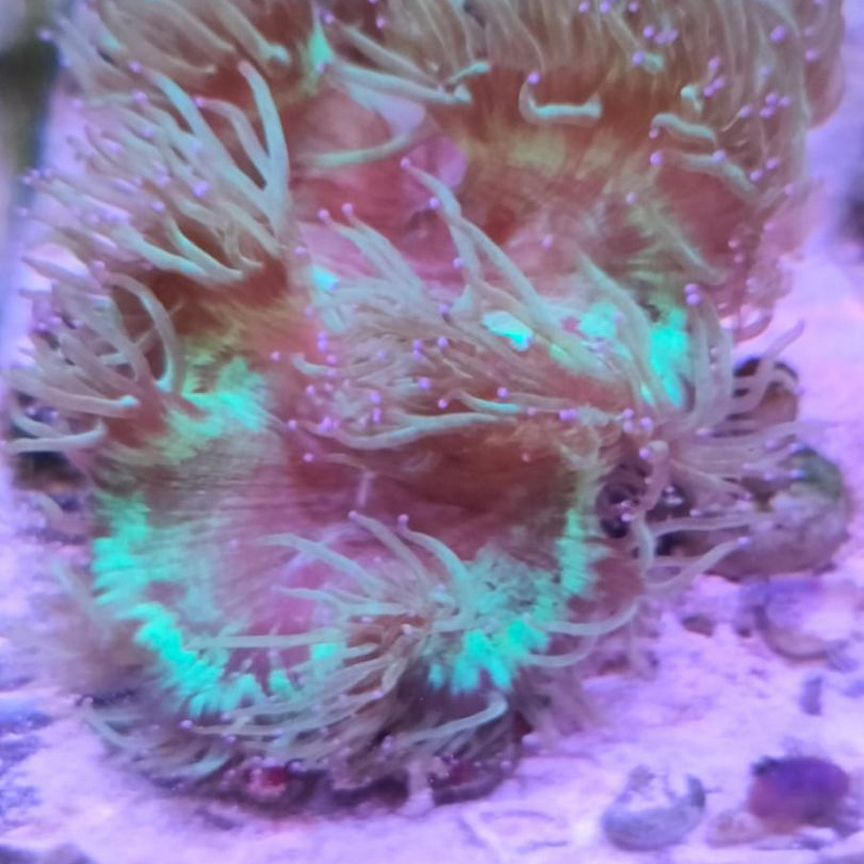 Коралл Каталафиллия