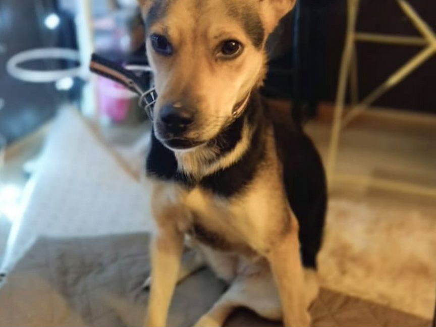 Веста ищет дом