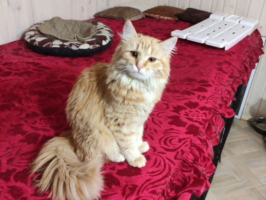 Спасённая кошечка ждёт свою семью
