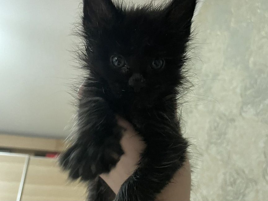 Котята мейкун