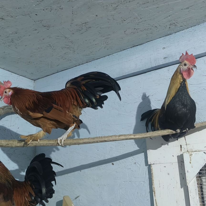 Карликовый петушок