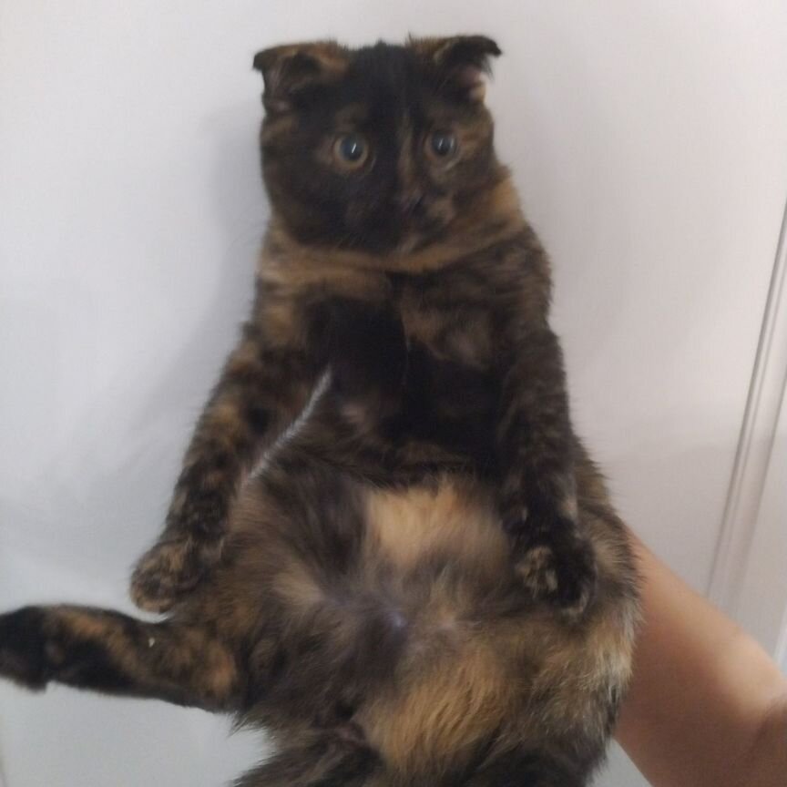 Кошечка от кошки-мышеловки