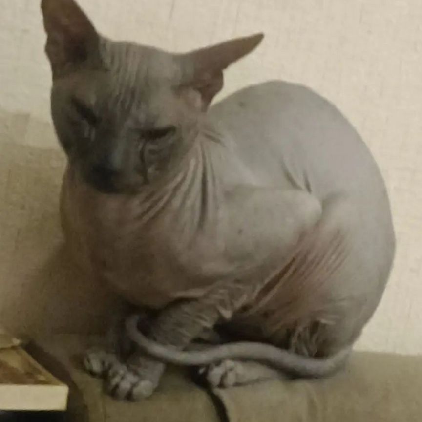 Донской сфинкс, взрослый кот
