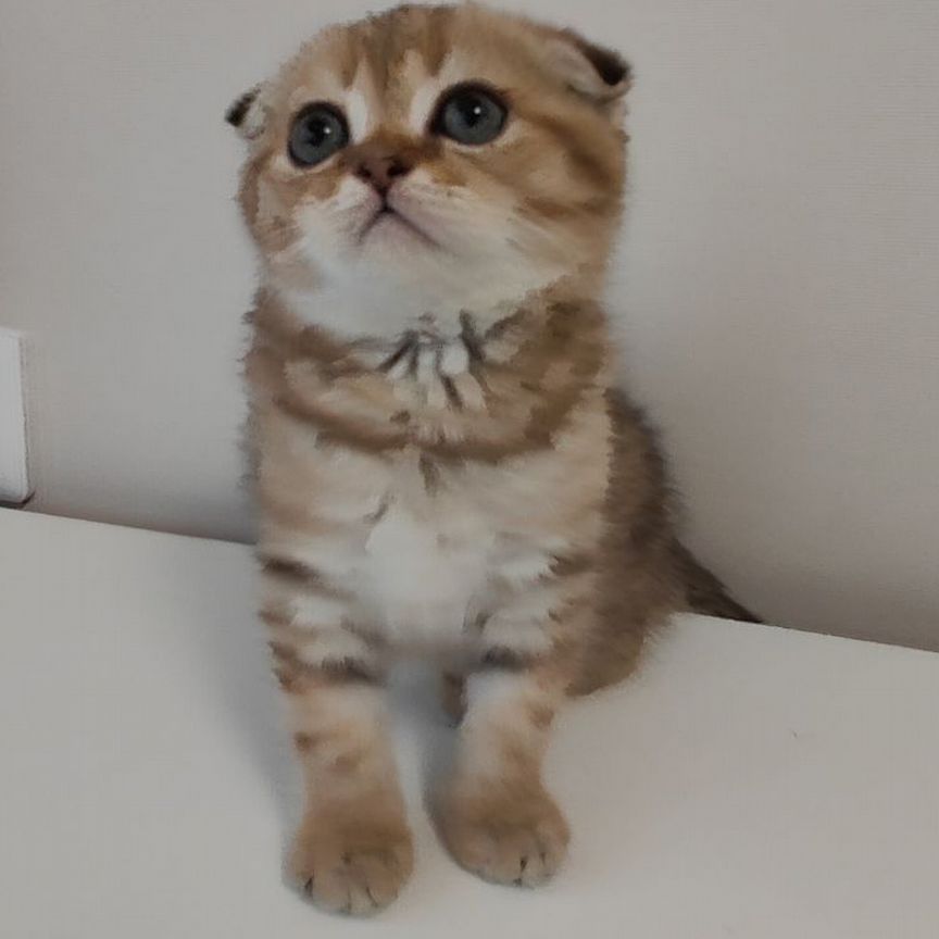 Шотландский вислоухий короткошёрстный котёнок