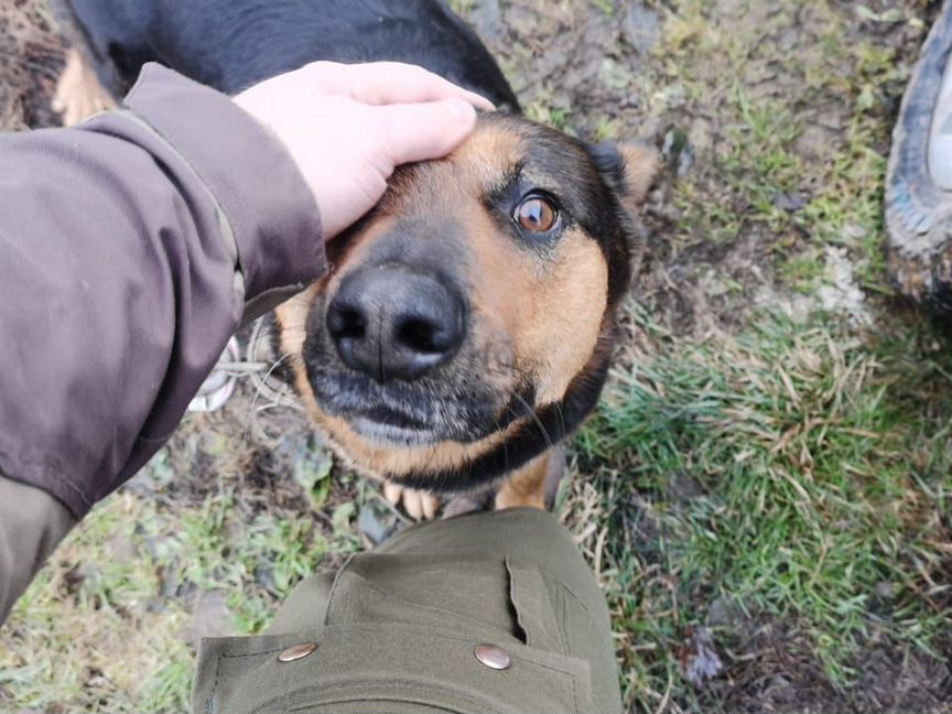 Собака в добрые руки