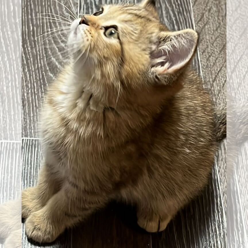 Котенок
