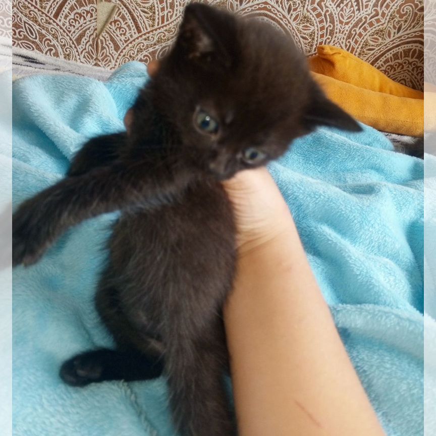Шотландский вислоухий короткошёрстный котёнок