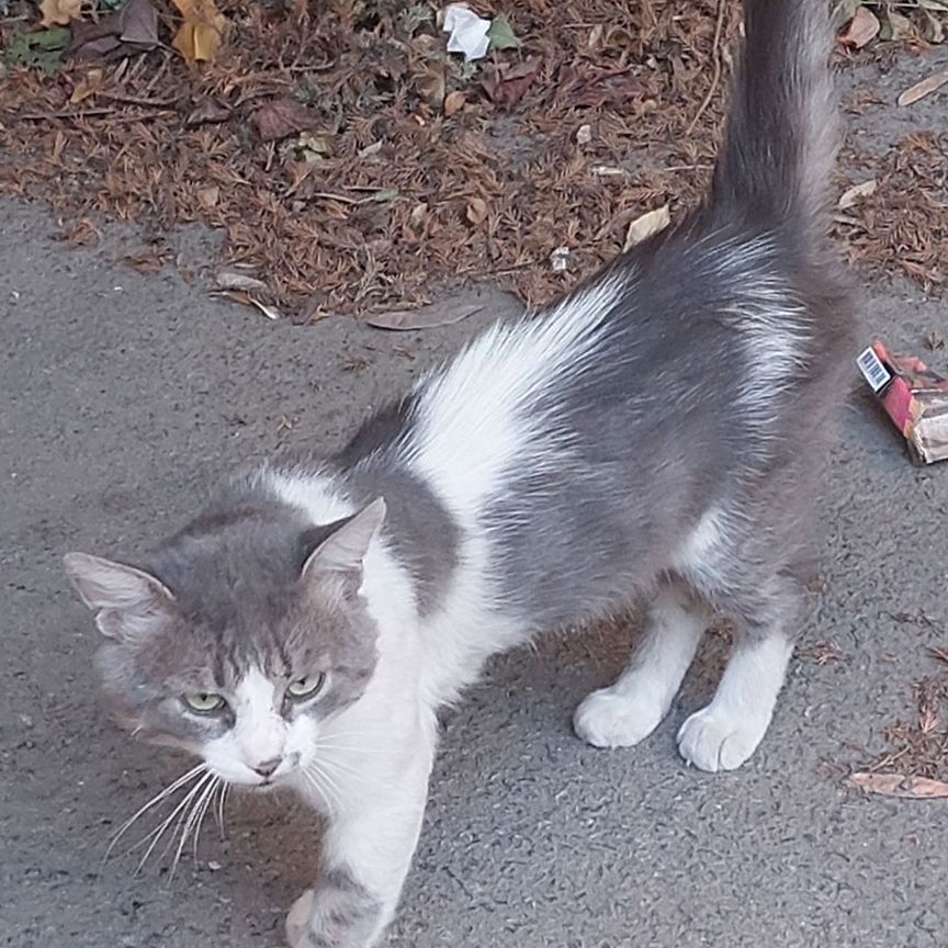 Котик в добрые руки