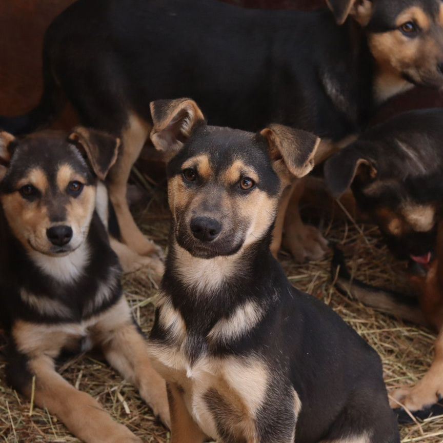 Щенки овчарята