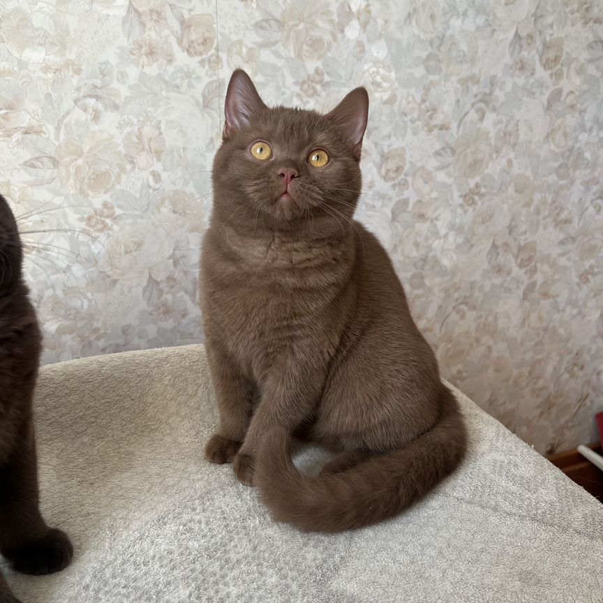 Британский короткошёрстный котёнок