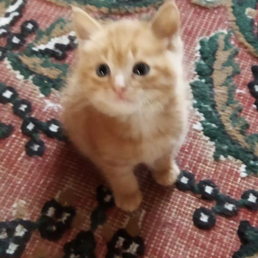Рыжий котенок
