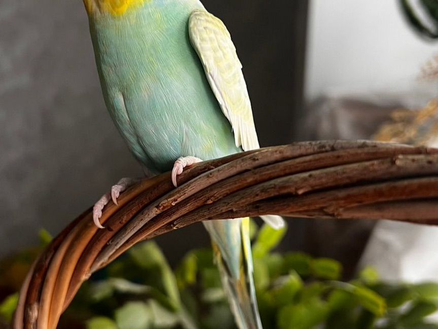 Потерялся попугай