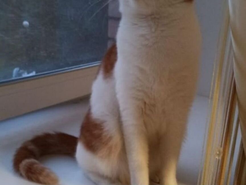 Осиротела молодая рыжая кошечка