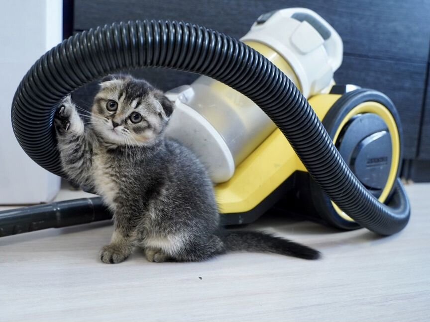 Шотландская вислоухая золотая шиншила