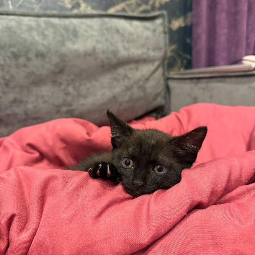 Котёнок в добрые руки