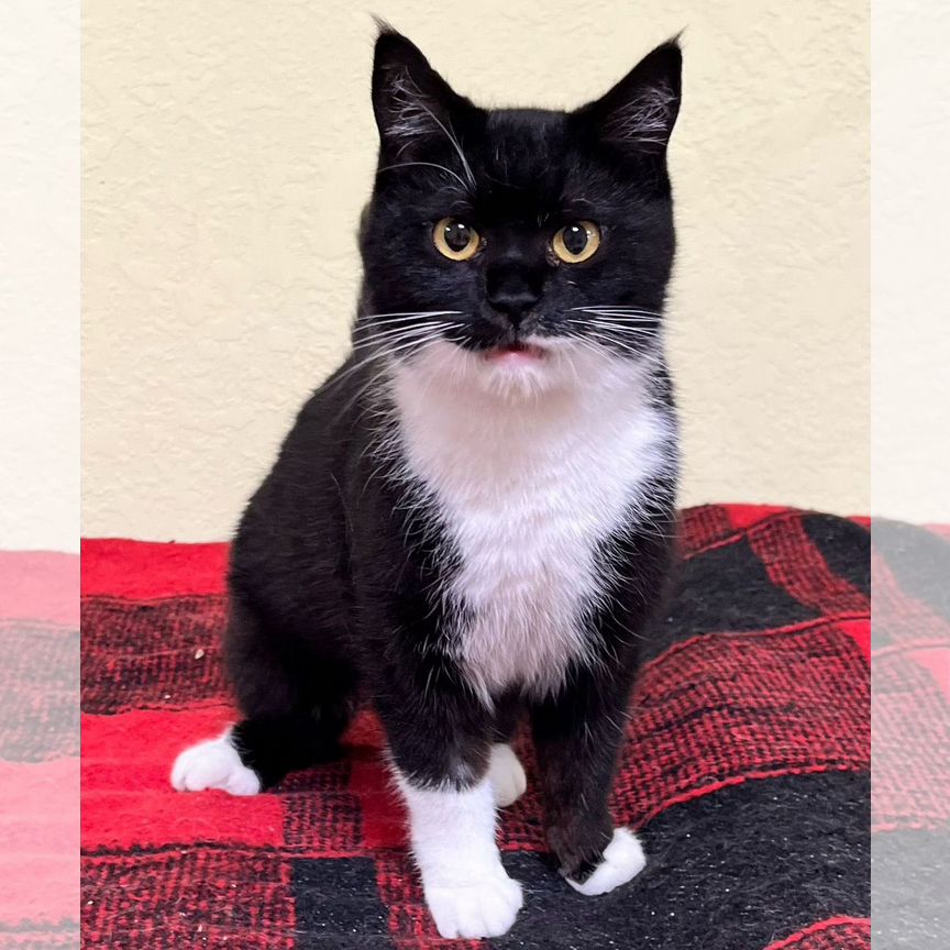 Кошки в добрые руки