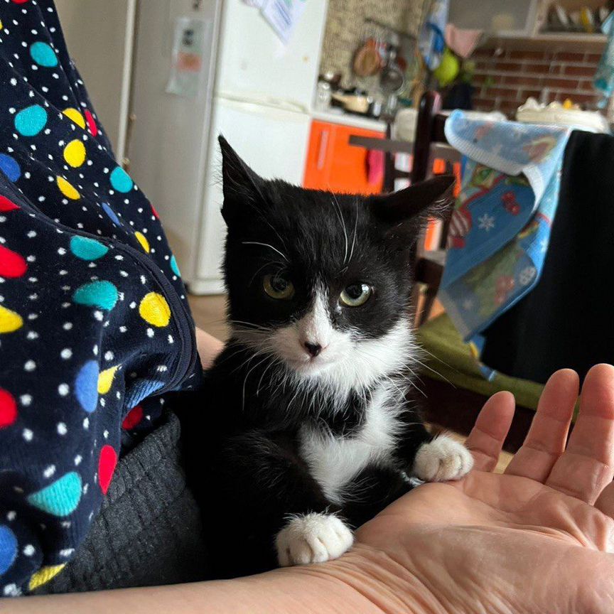 Котенок лапушка мальчик. В дар