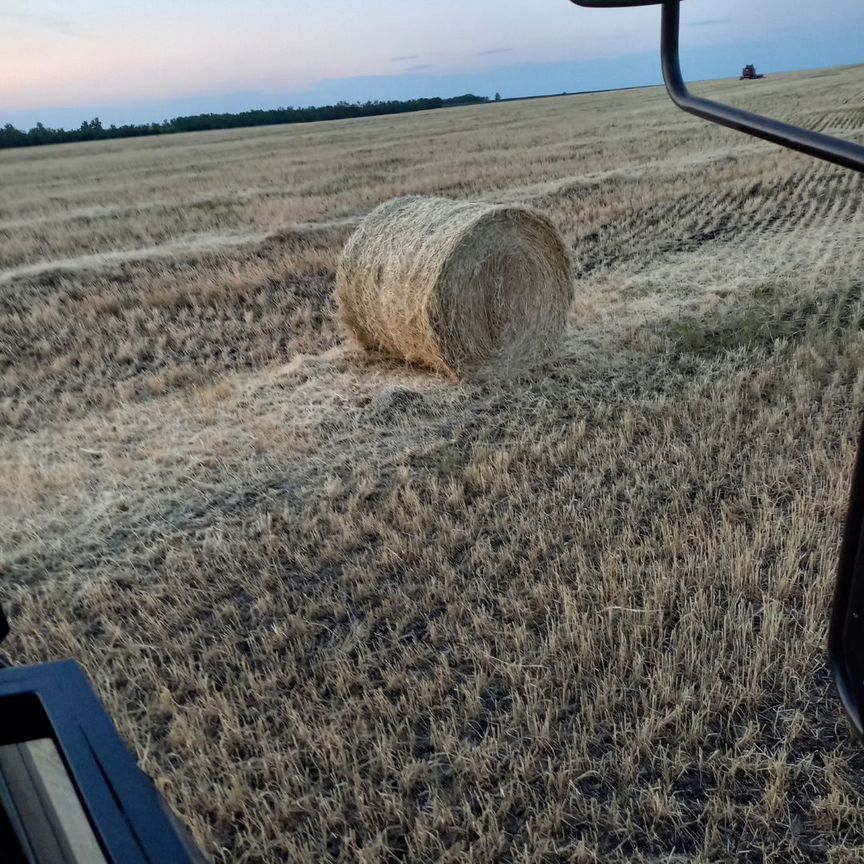 Солома пшеничная и просяная в рулонах