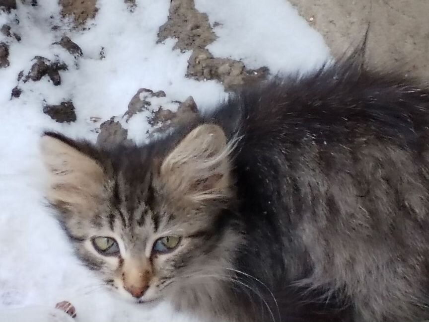 SOS ласковый малыш на улице сибирский котёнок