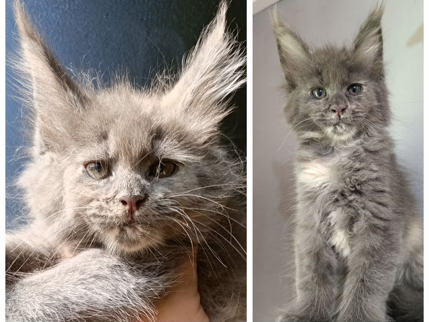 Мейн-кун полидакт кисти