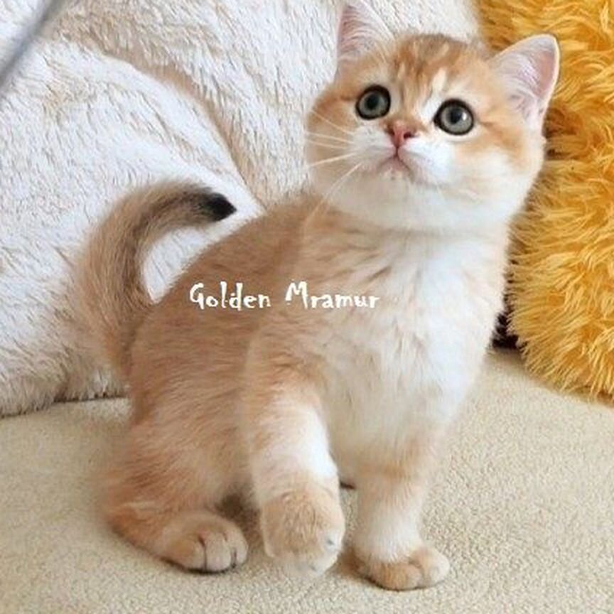 Котята Британской и Шотландской породы