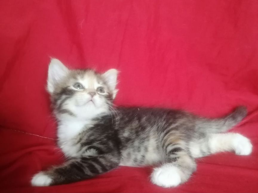 Котенок