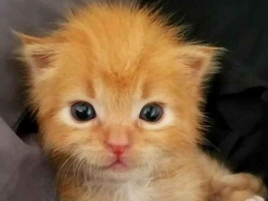 Отдам рыжего котика