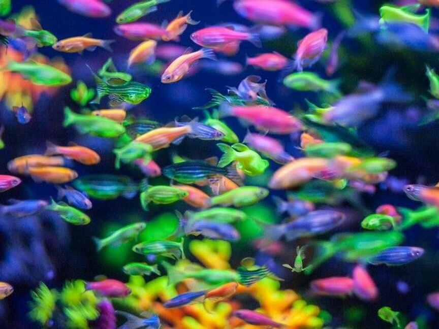 Данио Рерио ассорти