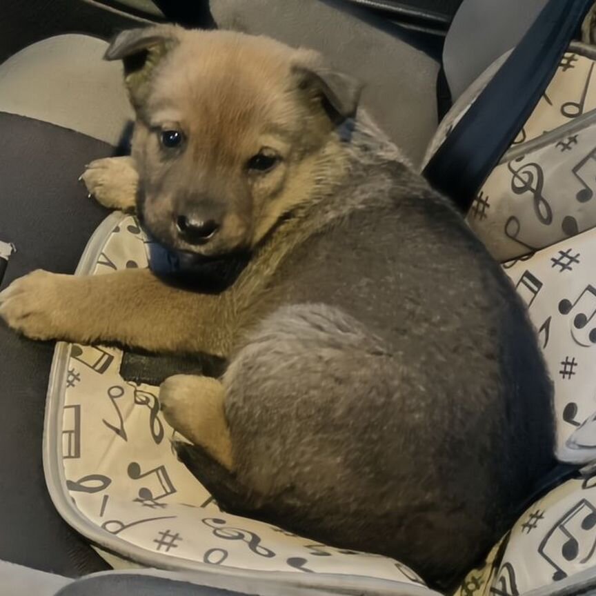 Щенок в добрые руки