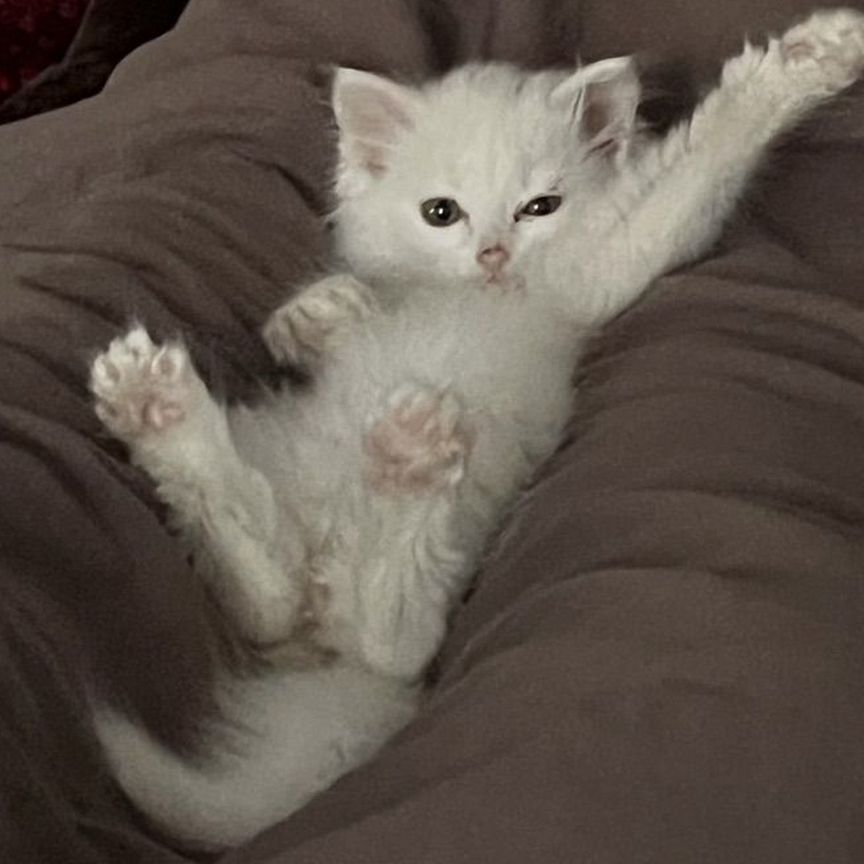 Сибирский котёнок