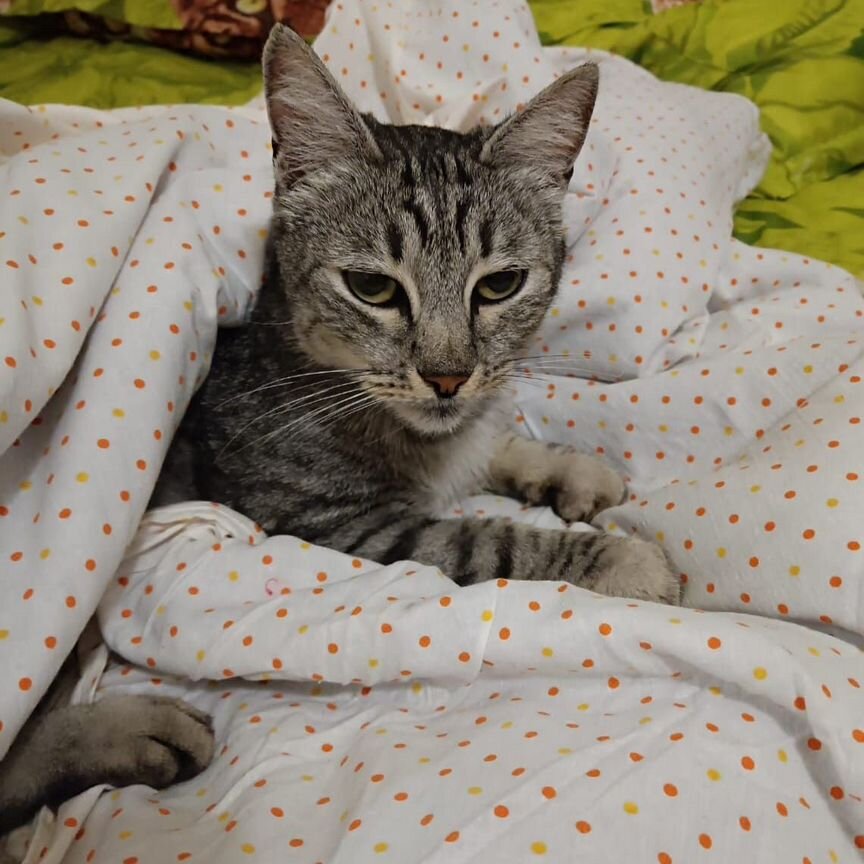 Юный котик Борис ищет дом