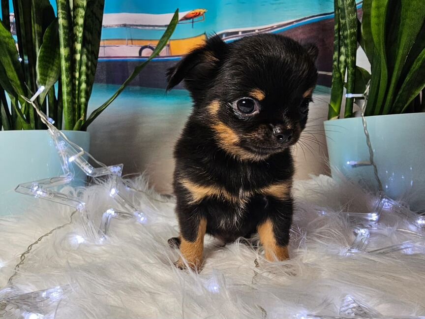 Чихуахуа мини мальчик