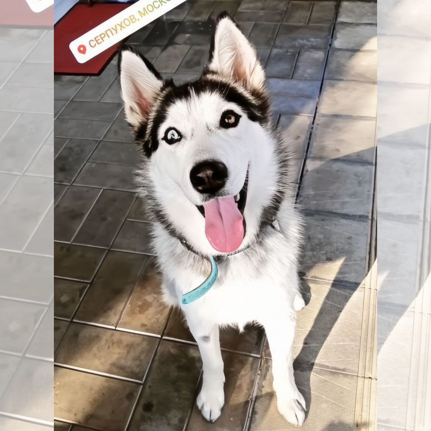 Сибирский хаски, взрослая собака