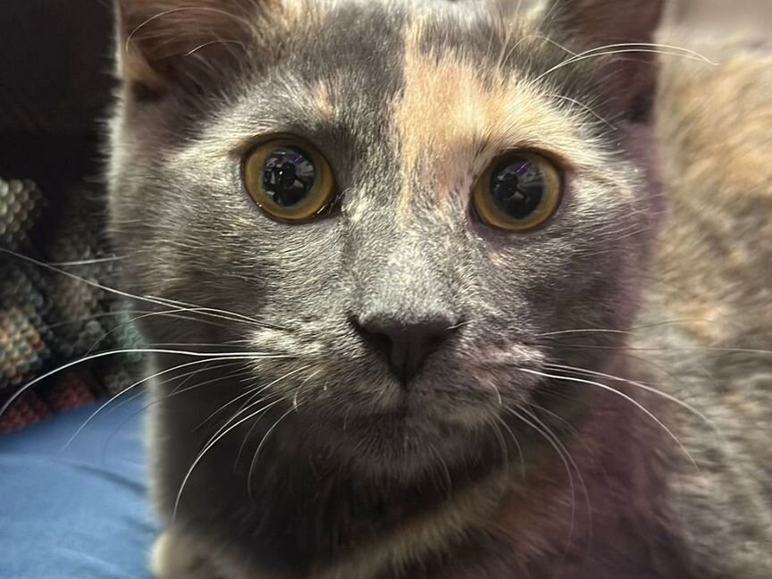 Кошки