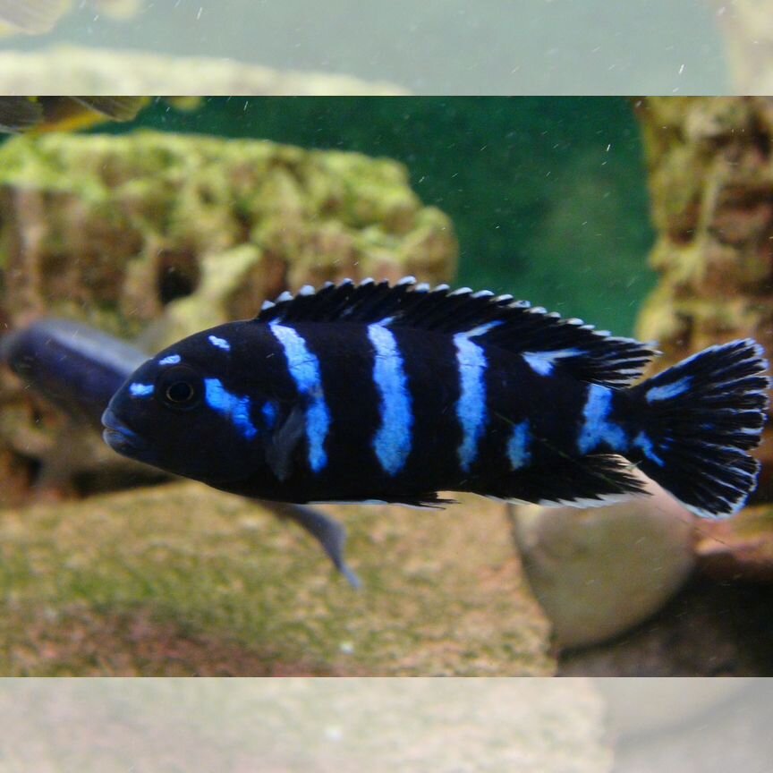 Малавийские цихлиды, аквариумные рыбки