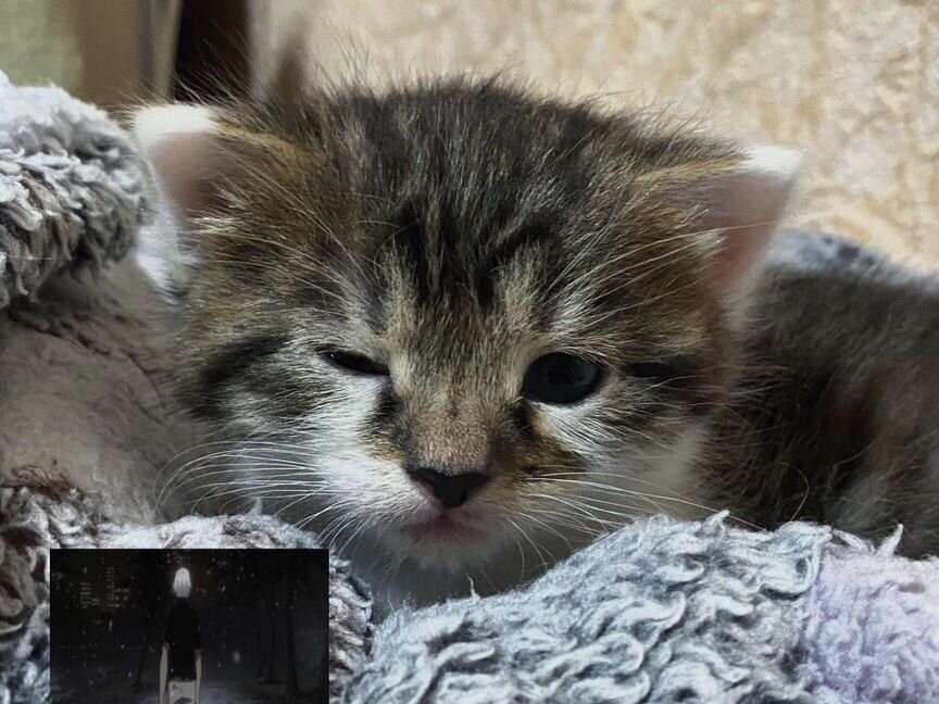 Котенок в самые нежные и добрые руки