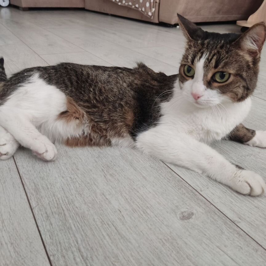 Отдам кота в добрые руки бесплатно