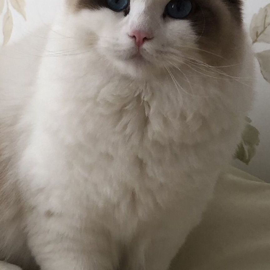 Кошка регдолл