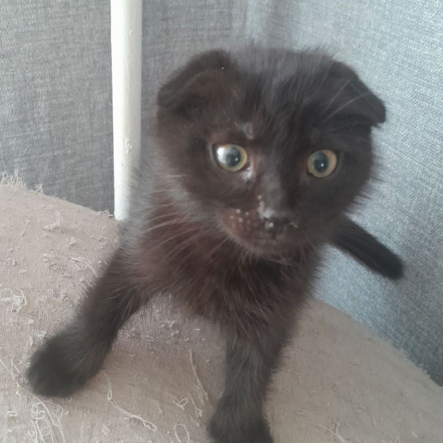 Шотландский вислоухий короткошёрстный котёнок