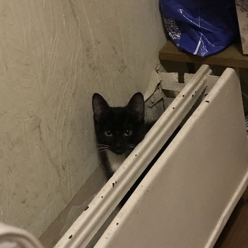 Котёнок в добрые руки