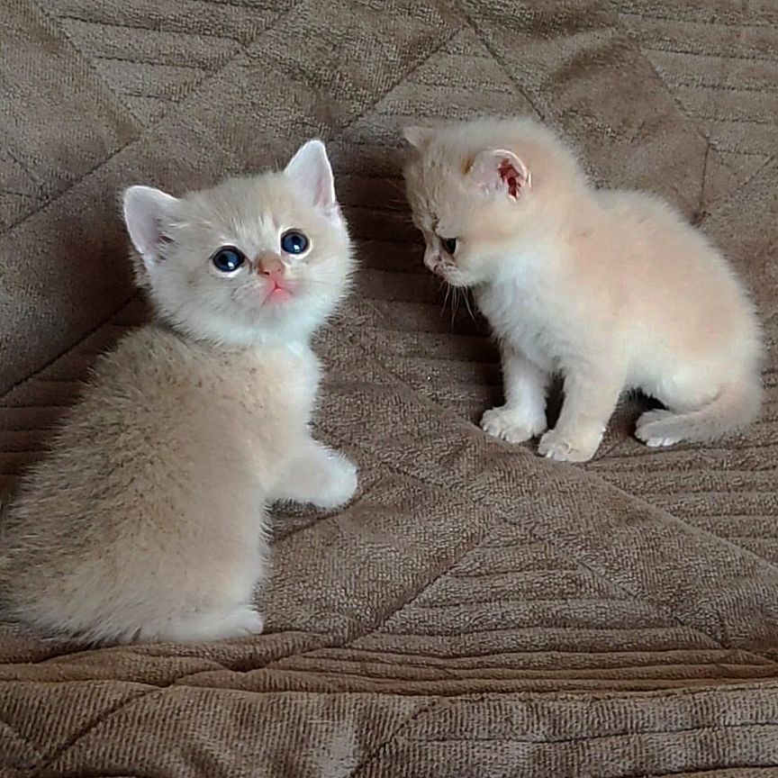 Шотландские котята. Голубая шиншилла